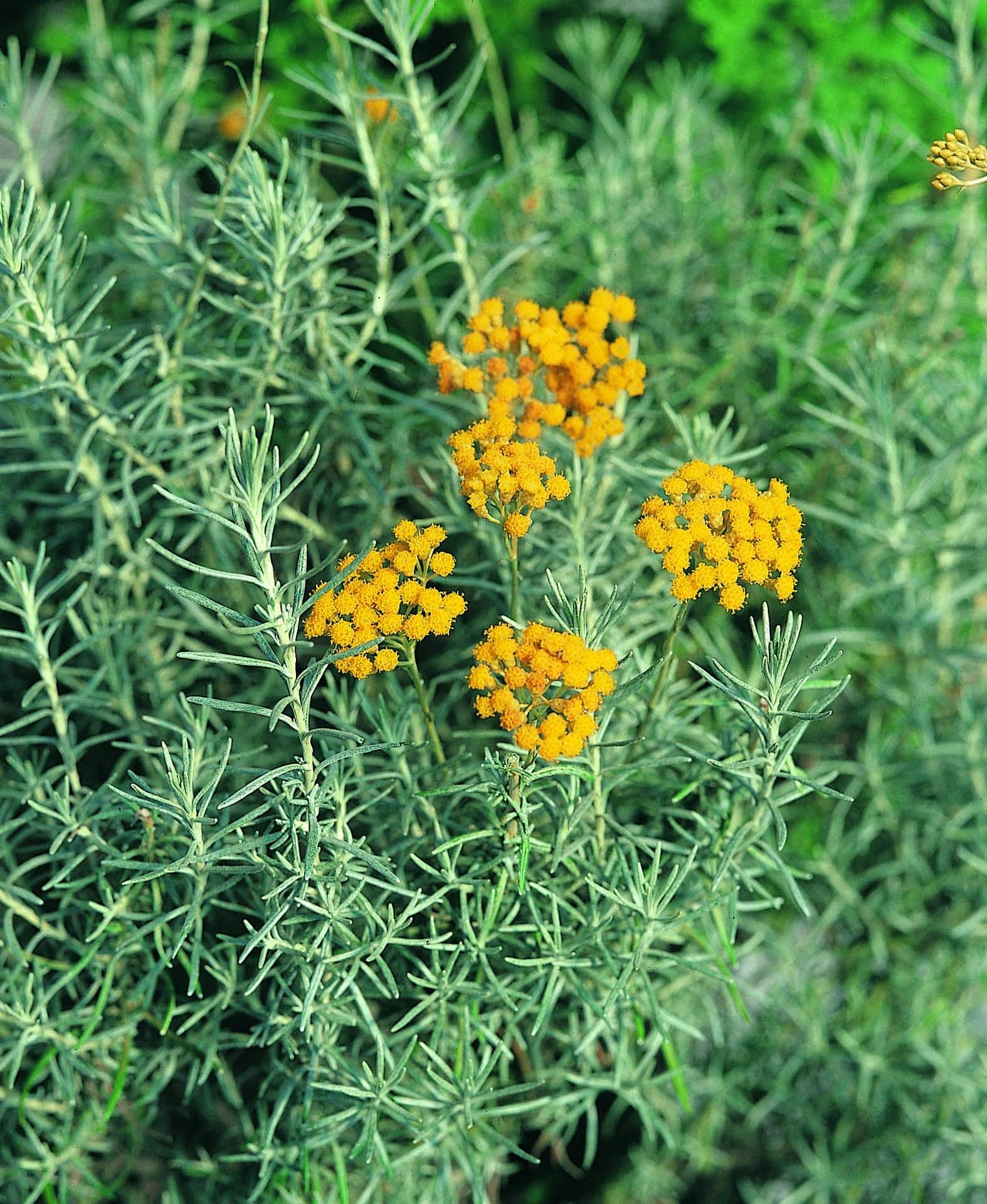 Curry Plant